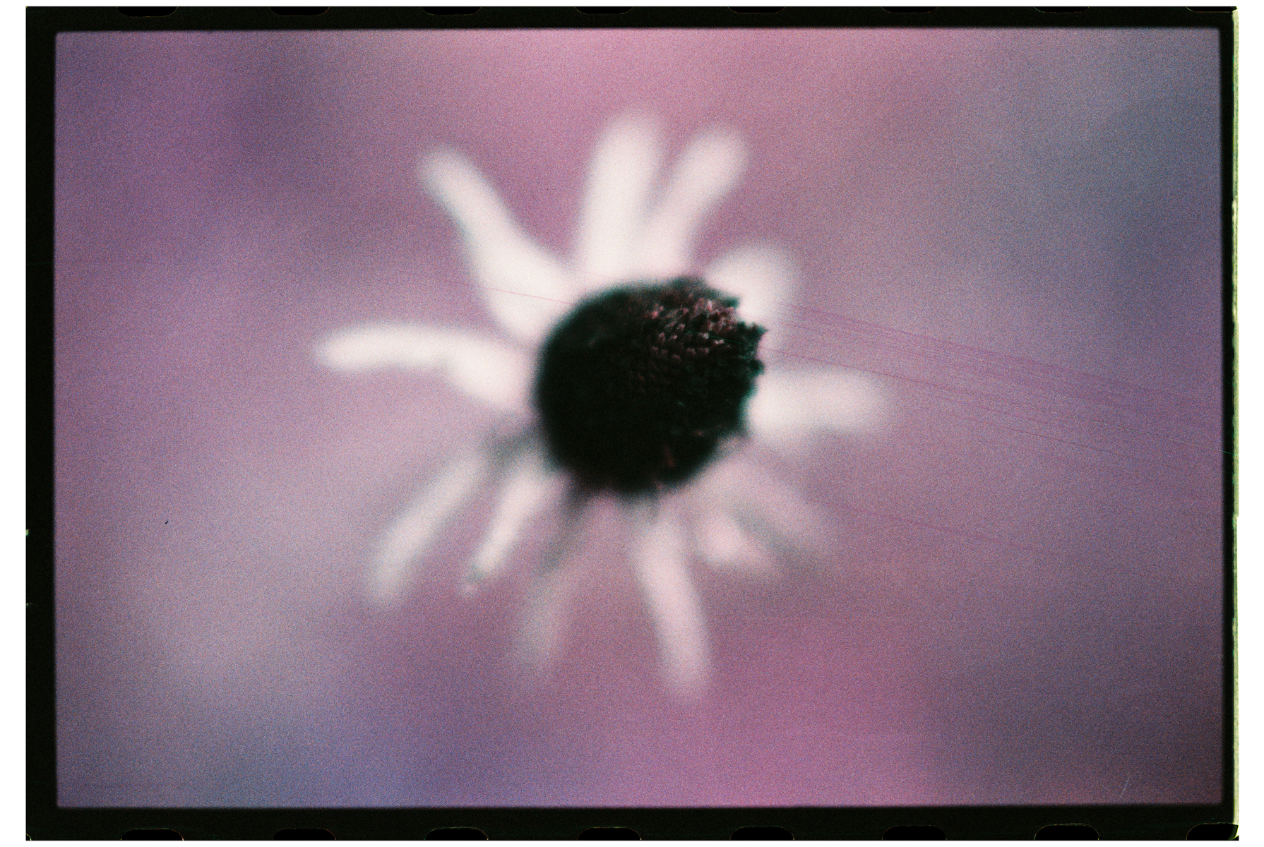 Flower Power - gallery - Workshop13